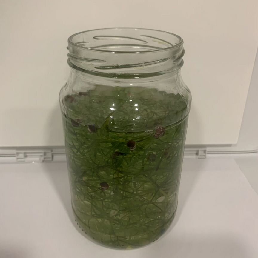 Водоросли для аквариума бесплатно