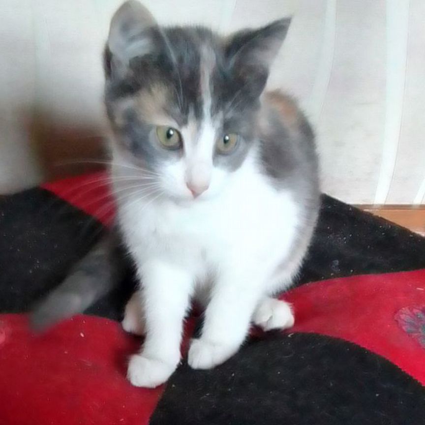 Красивая трёхшёрстная кошка