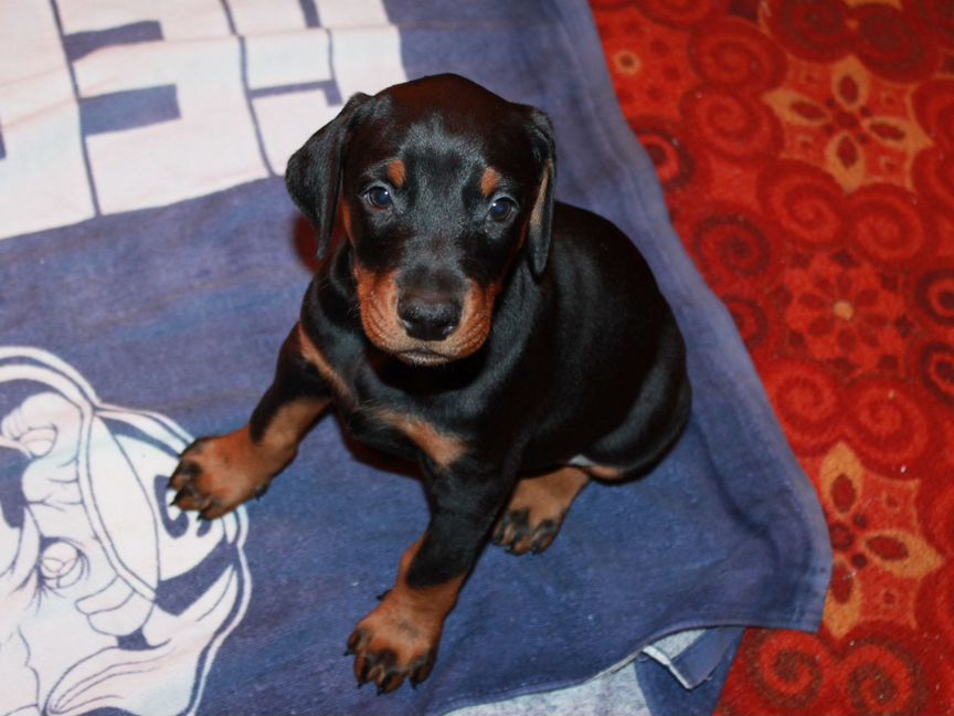 Овчарки без дисплазии- экспериментальные щенки