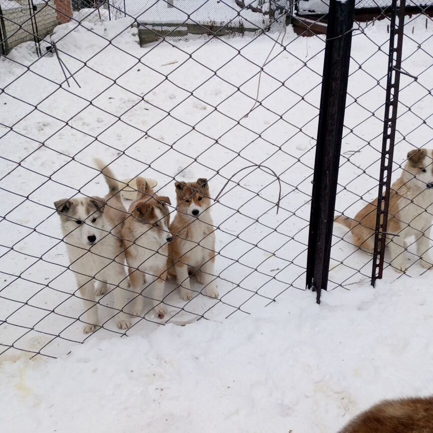 Западносибирская лайка, щенок