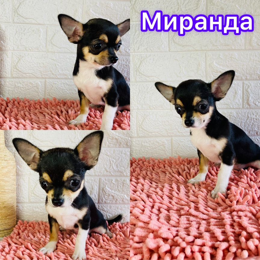 Чихуахуа девочка для души