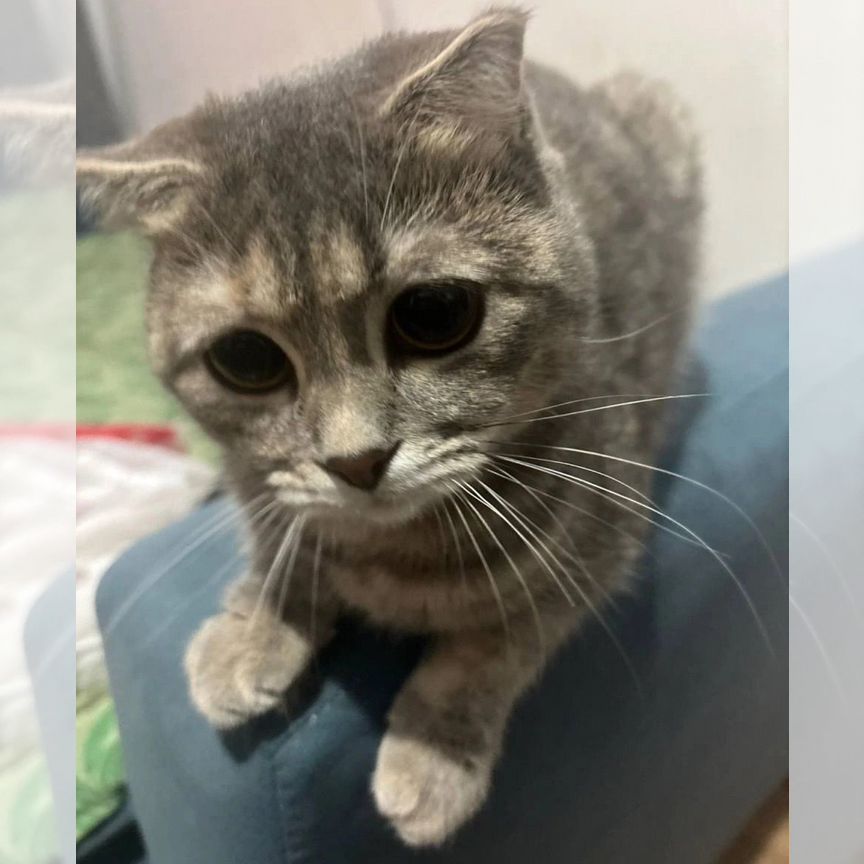 Хозяин, пожалуйста, найдись