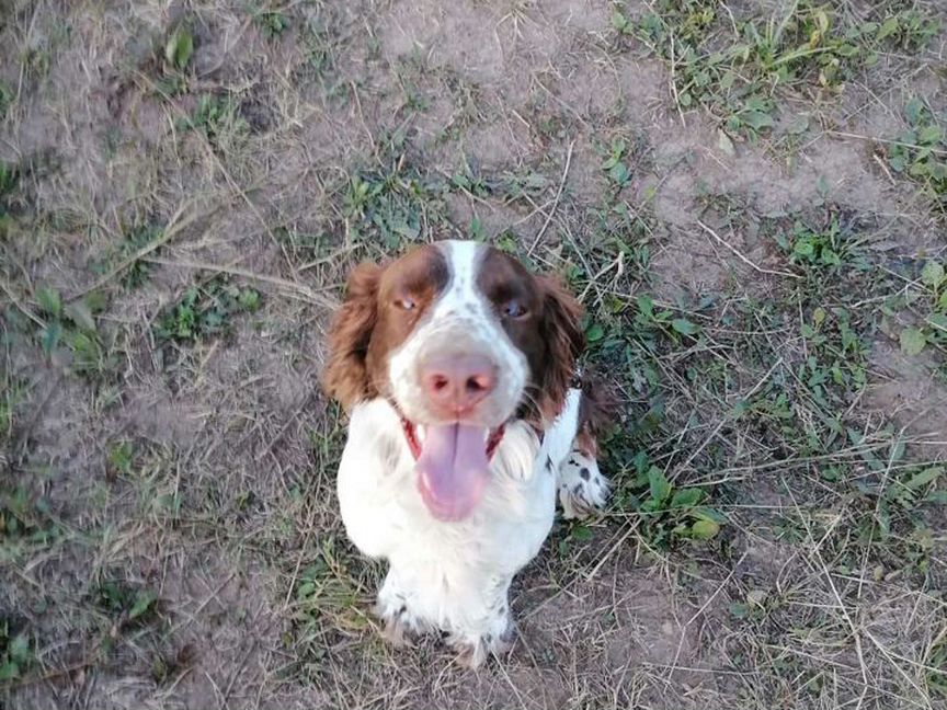 Русский спаниель вязка