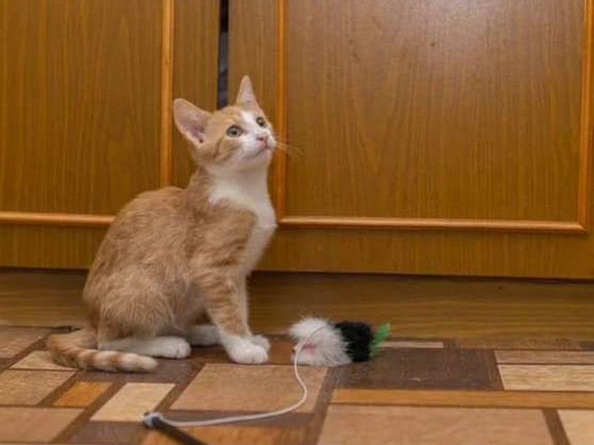 Котеночек мальчик 3мес. в заботливые руки