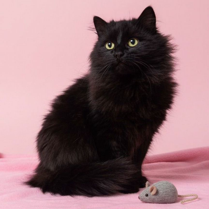 Взрослая, Девочка кошка в добрые руки