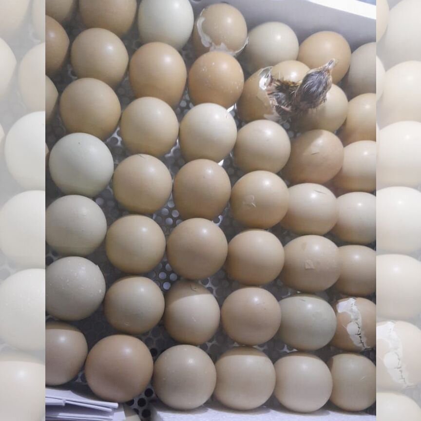 Яйцо фазана инкубационное