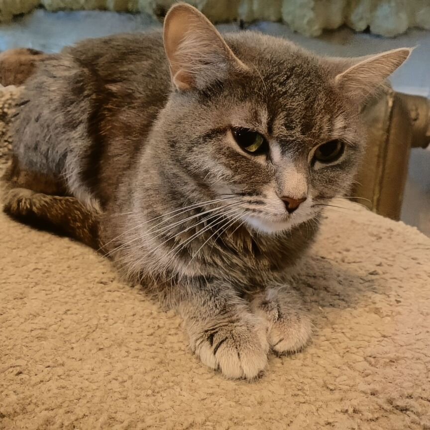 Взрослая, кошка в добрые руки