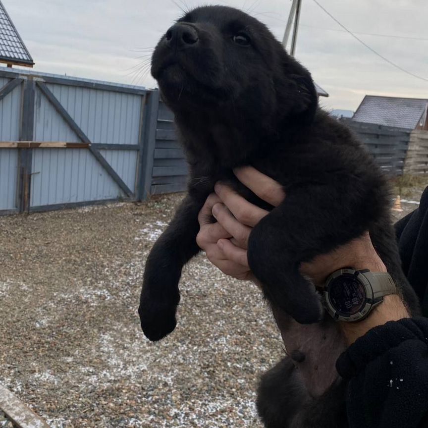 Щенок в добрые руки