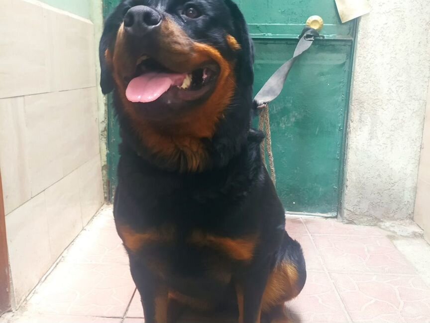 Продажа клубных щенков породы ротвейлер