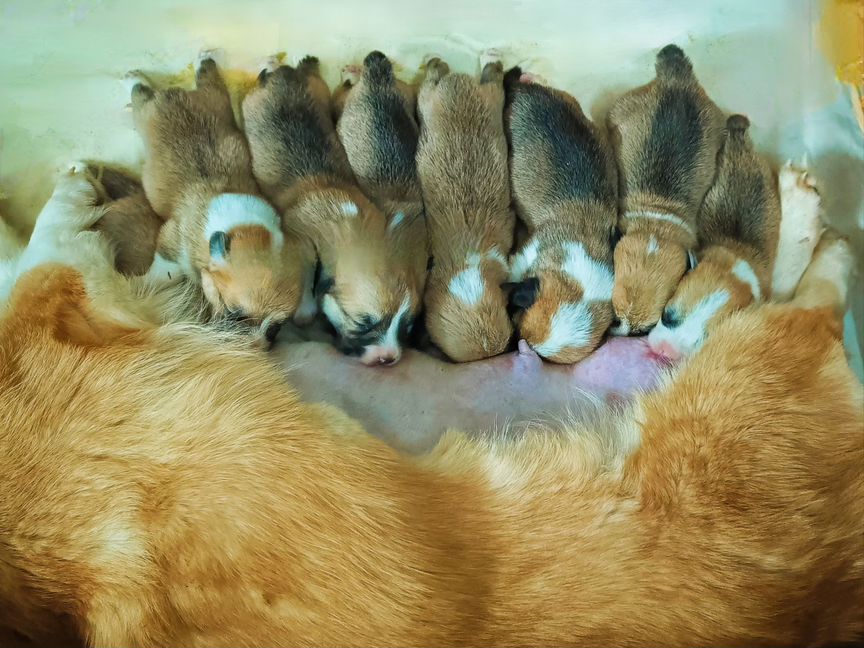 Новый помет на апрель Вельш корги пемброк