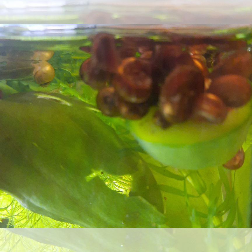 Улитки катушки на корм