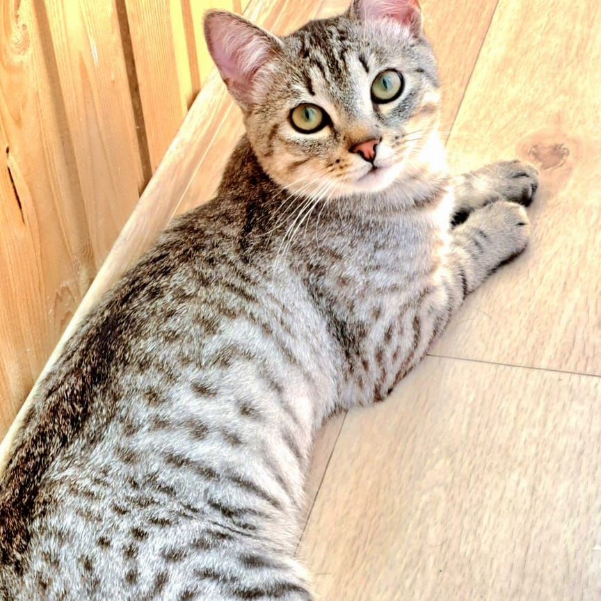 Молодой котик ищет семью