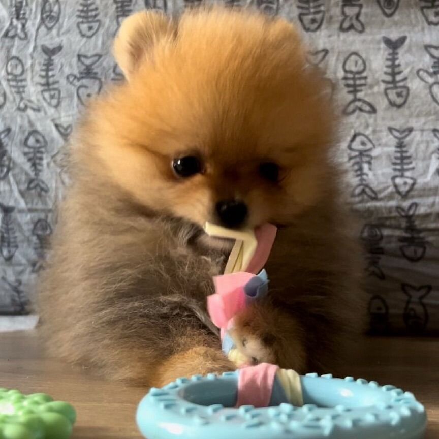 Игрушки для собак новые. Погрызушки, мягкие