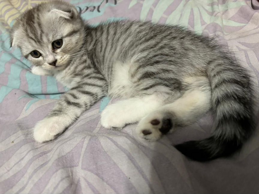 Шотландские вислоухие котята