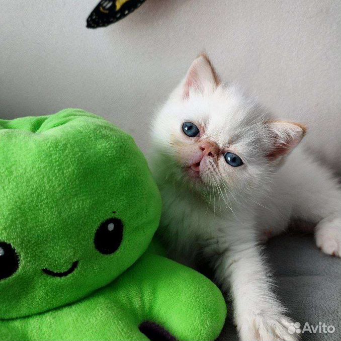 Котята породы Экзотическая Короткошерстная