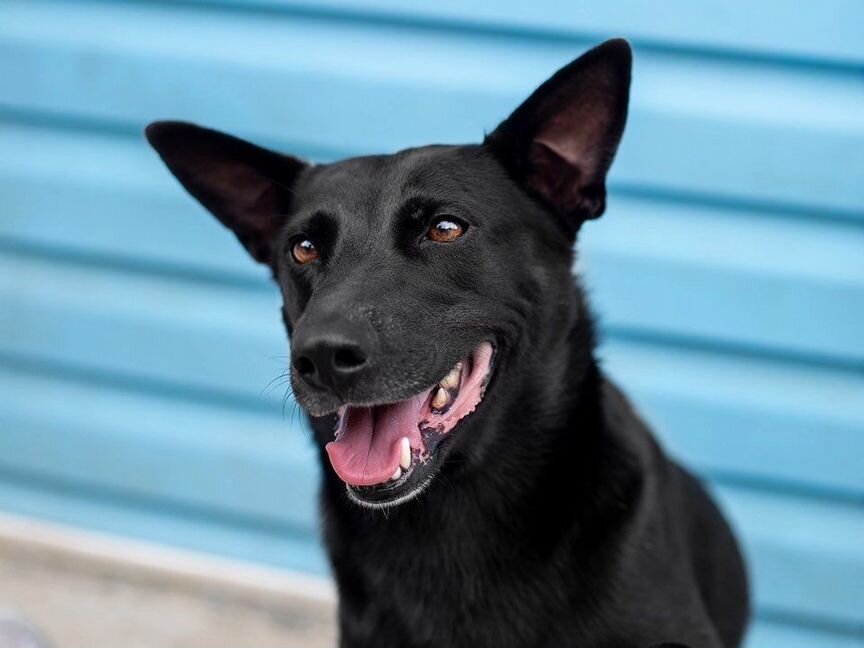 Собака улыбака. Бирма 1.5г, стерильная