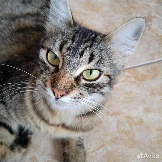 Кормящая кошечка в дар бесплатно