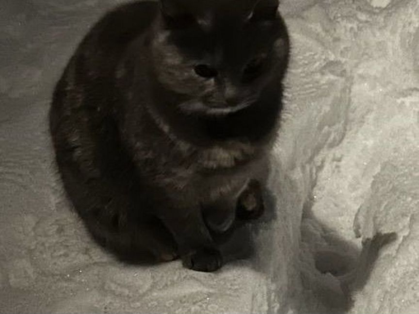 Котята мерзнут на морозе, ждут спасения