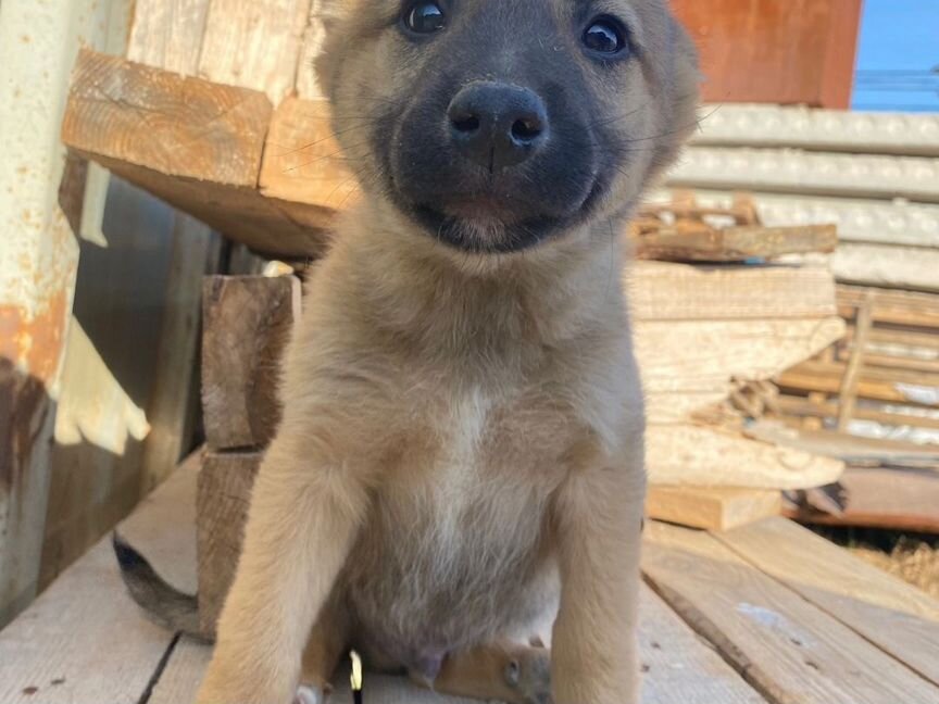 Щенки будут небольшие