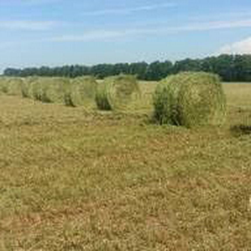 Сено суданки в катках