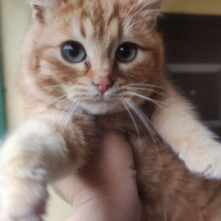 Рыжий Плюшик в добрые руки