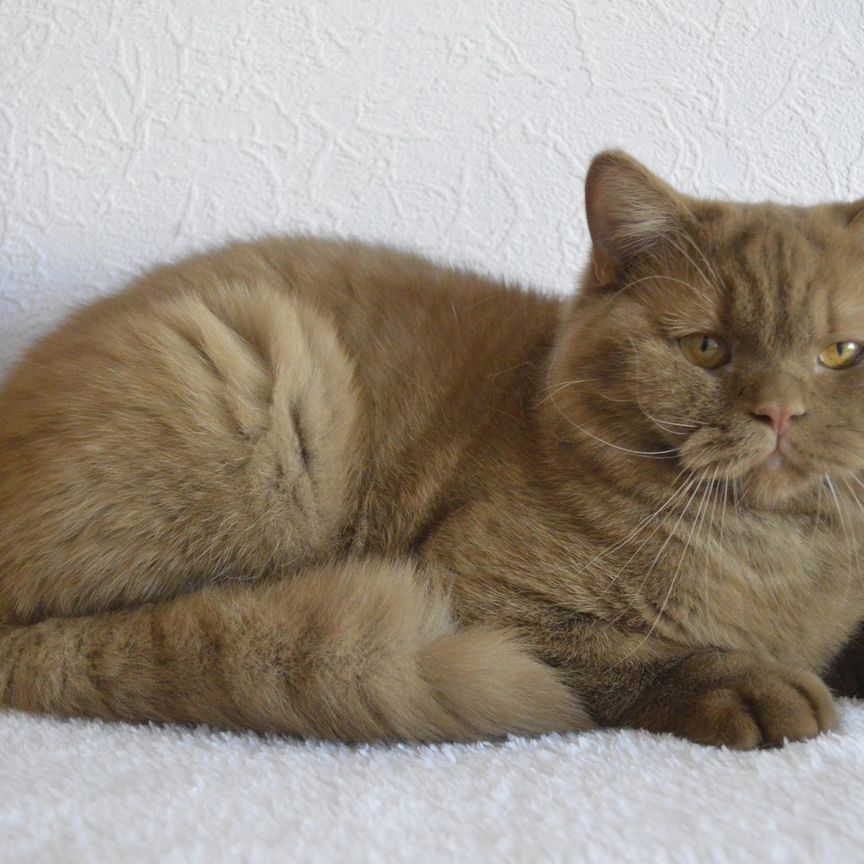 Британский кот