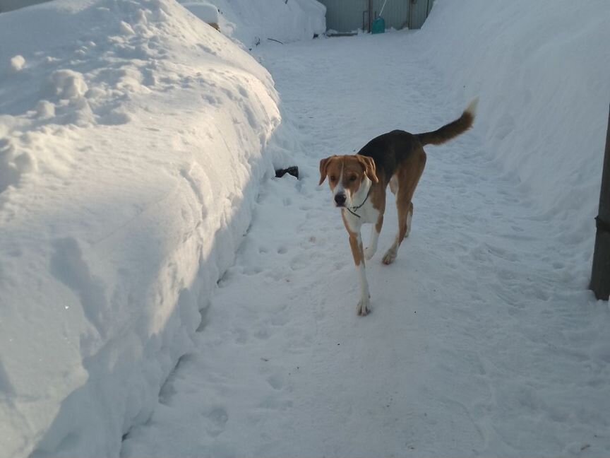 Русская борзая