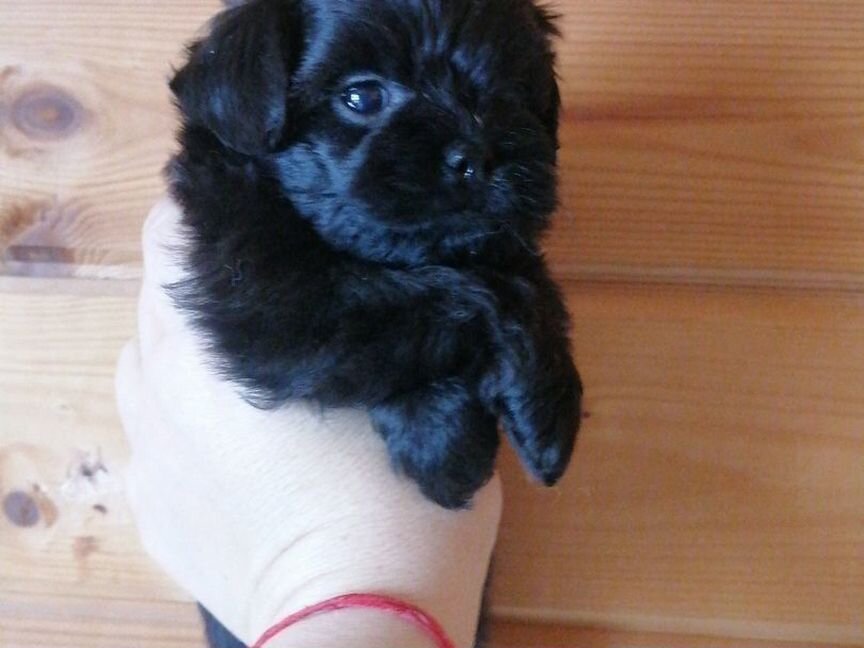 Щенки Птипу