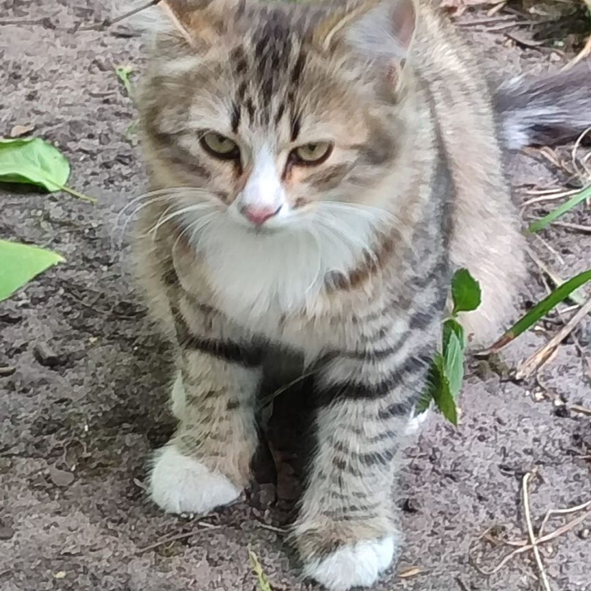 Кошечка в добрые руки