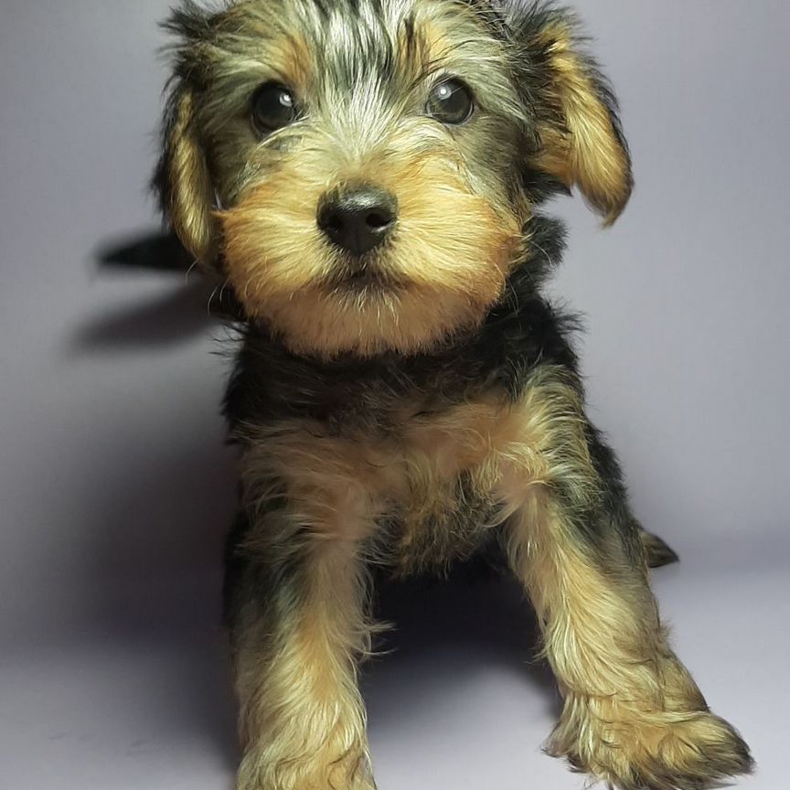 Йоркширский терьер