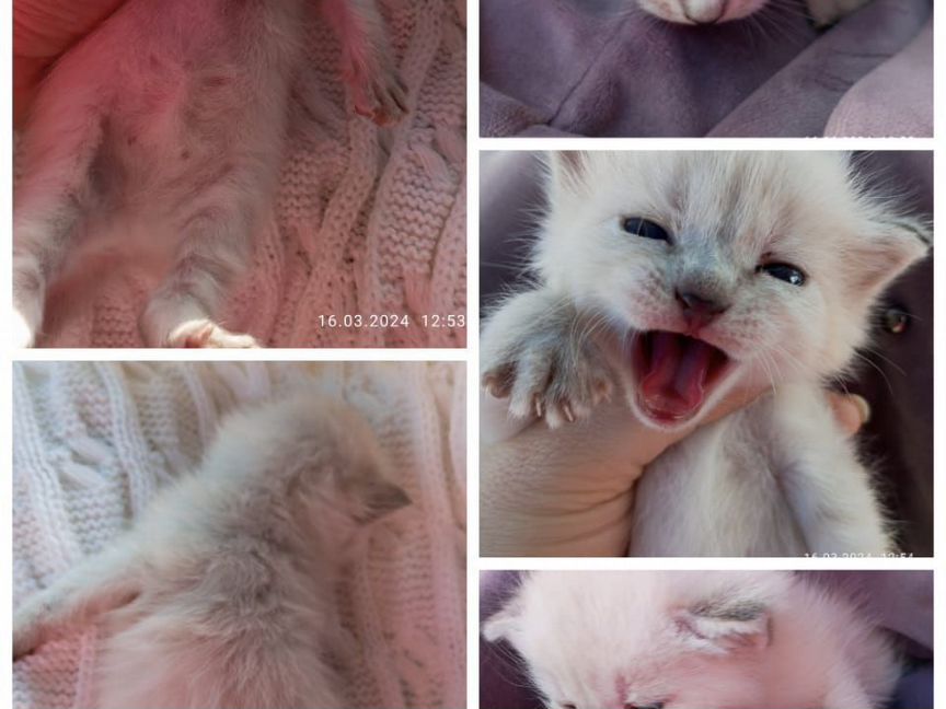 Котёнок невская девочка месяц