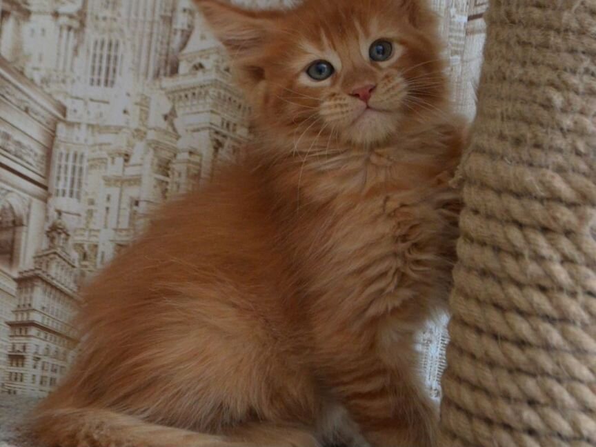 Котята мейн-кун