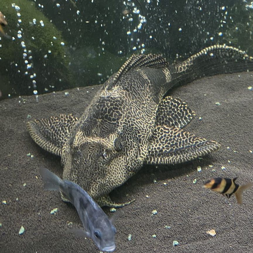 Парчовый сомик