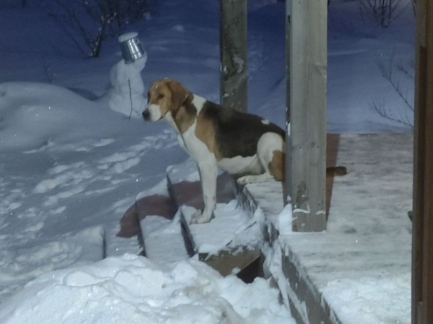 Русская борзая