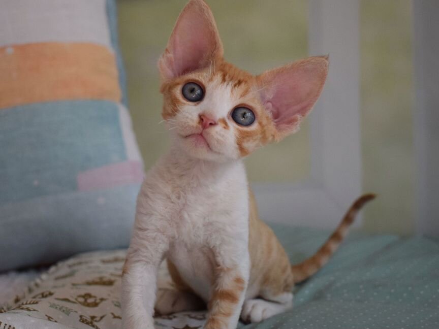 Яркий котик Апельсинчик