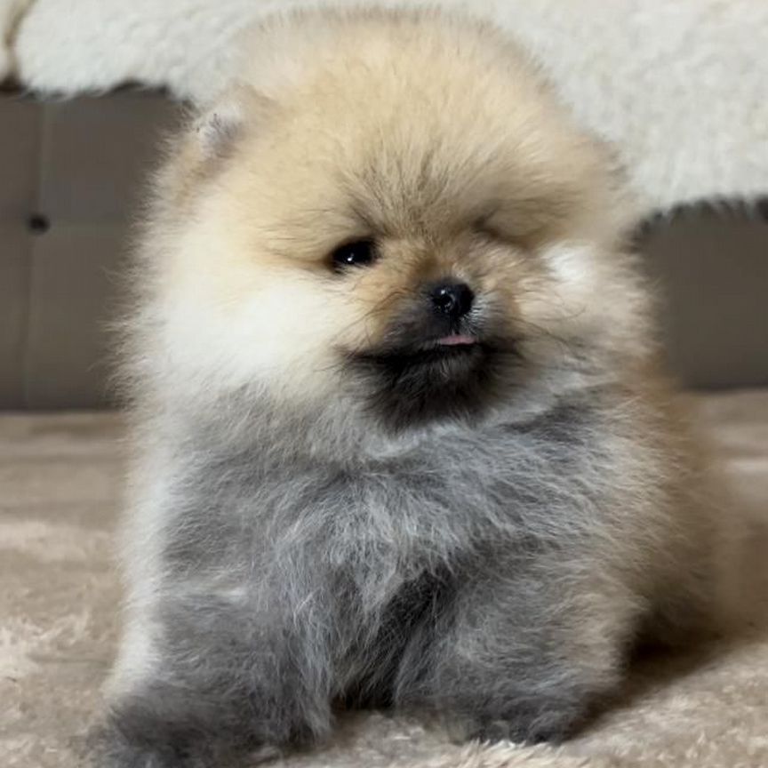 Мини мини Шпиц мальчик зайчик