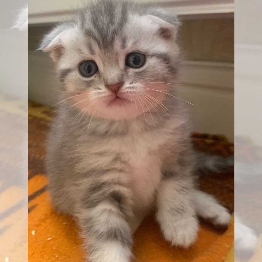 Шотландский вислоухий короткошёрстный котёнок