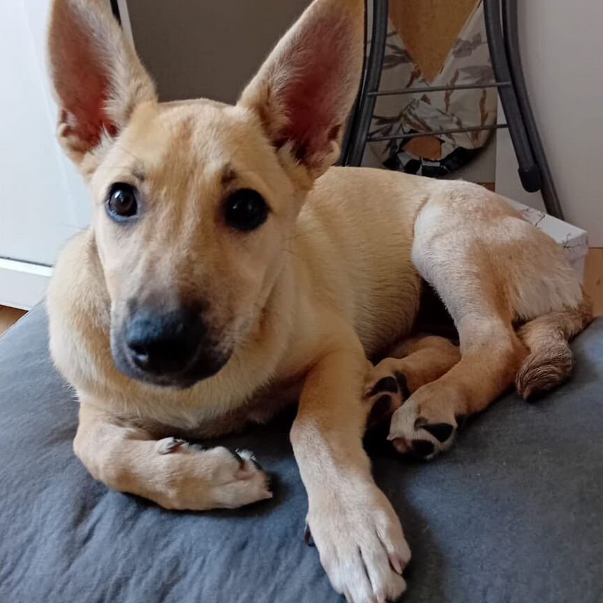 Собаки в добрые руки отдам бесплатно