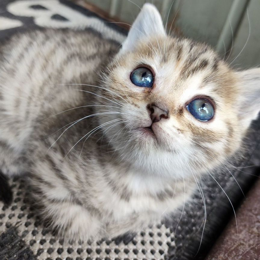 Котята