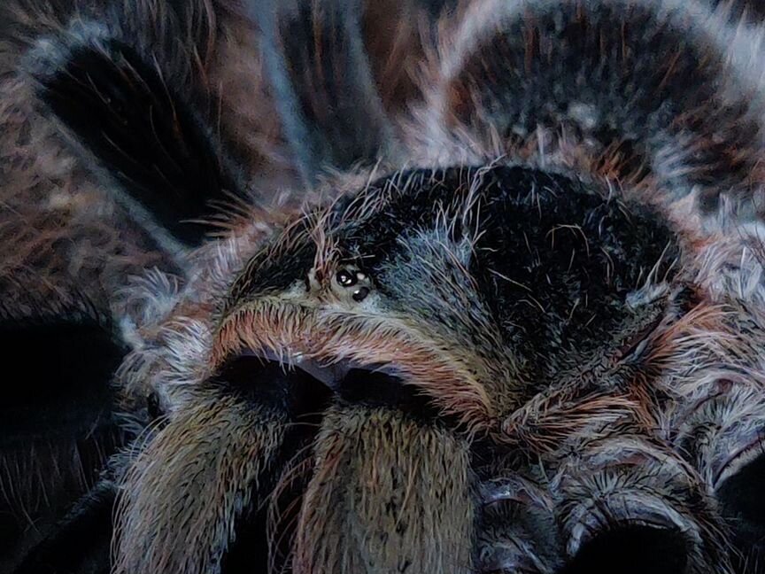 Пауки птицееды