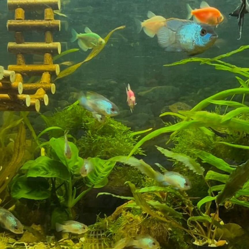 Аквариумные рыбки