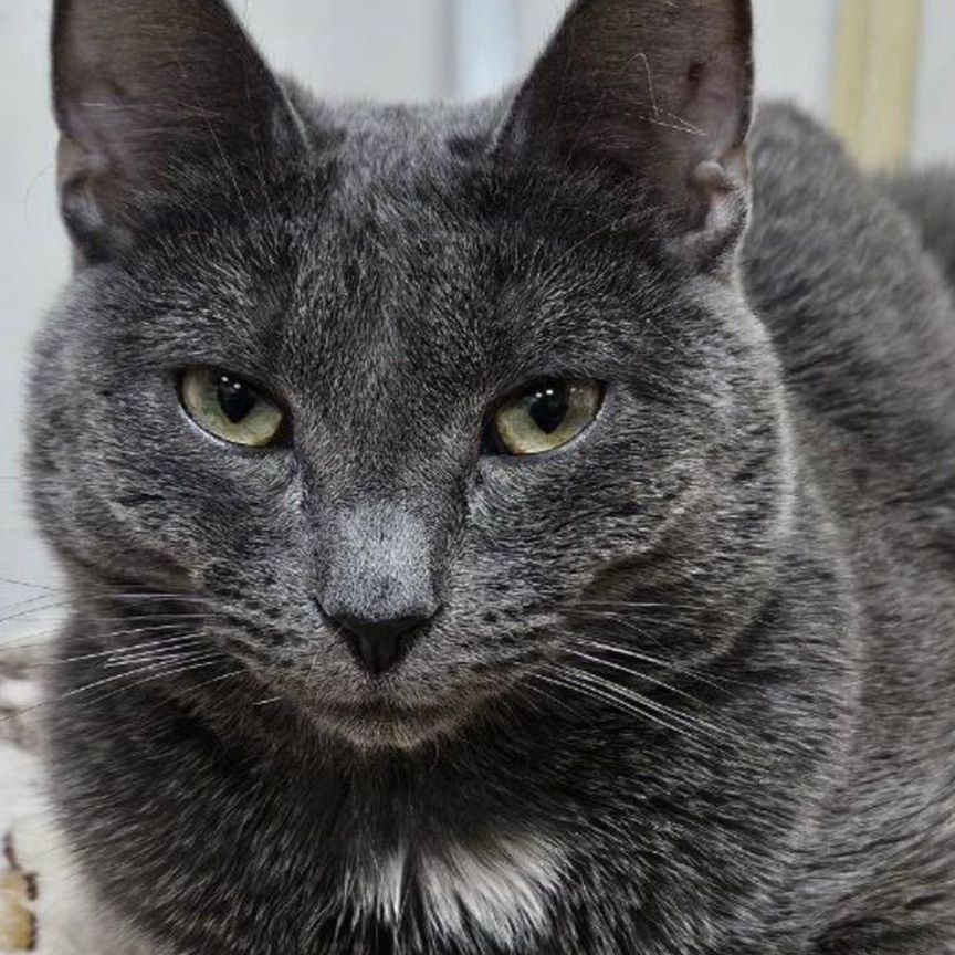 Котенок 8 мес