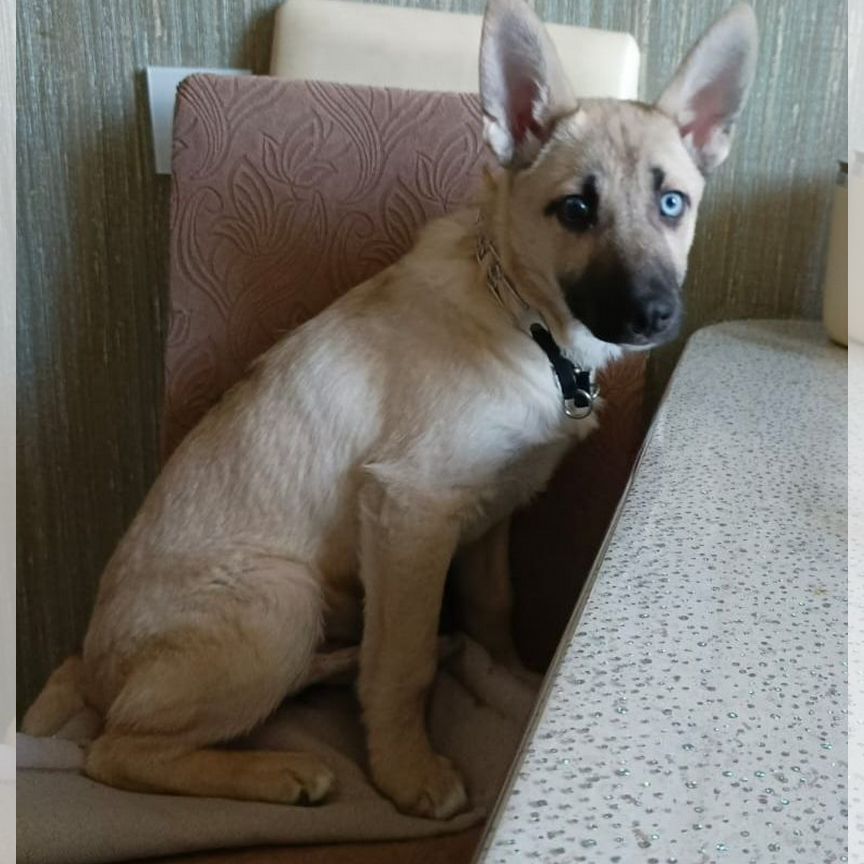 Щенки в добрые ручки