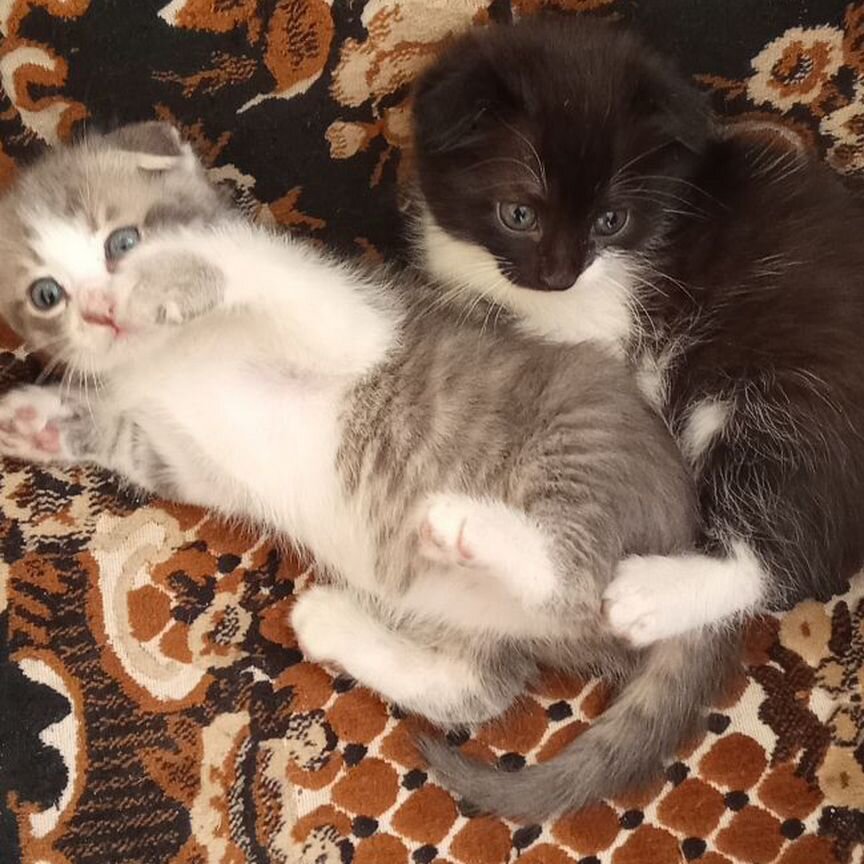 Котятки, активные, пользуются лотком, вислоушки