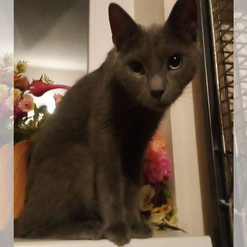 Котик Конор в поисках добрых людей
