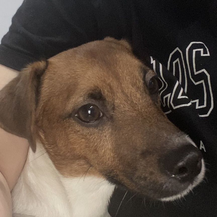 Джек-рассел-терьер, взрослый пёс