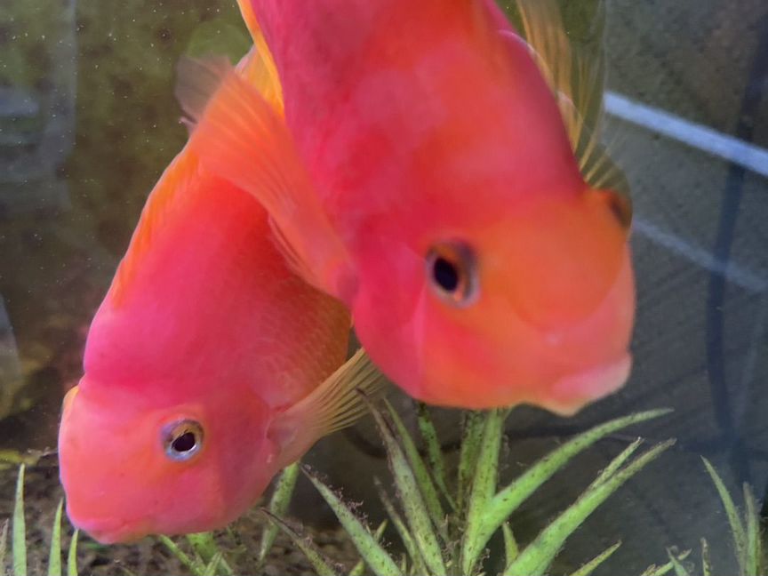 Обмен. Аквариумная рыба попугай