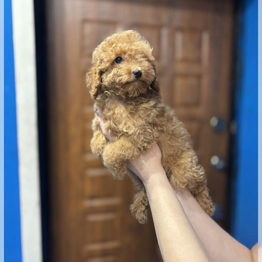 Той-пудель, щенок