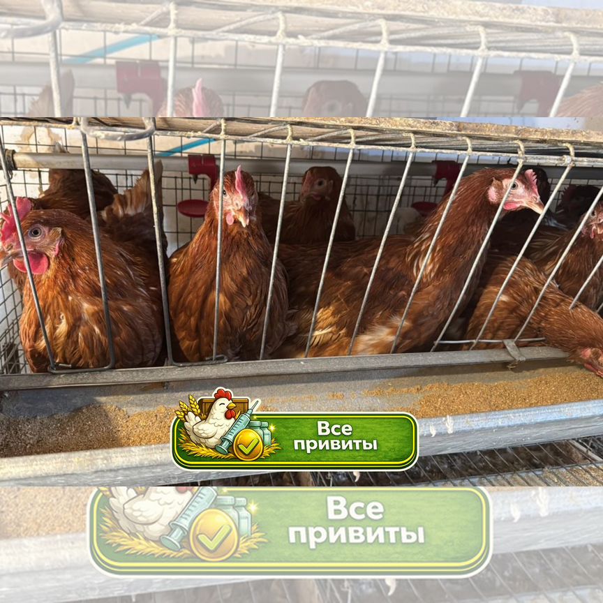Куры несушки с доставкой