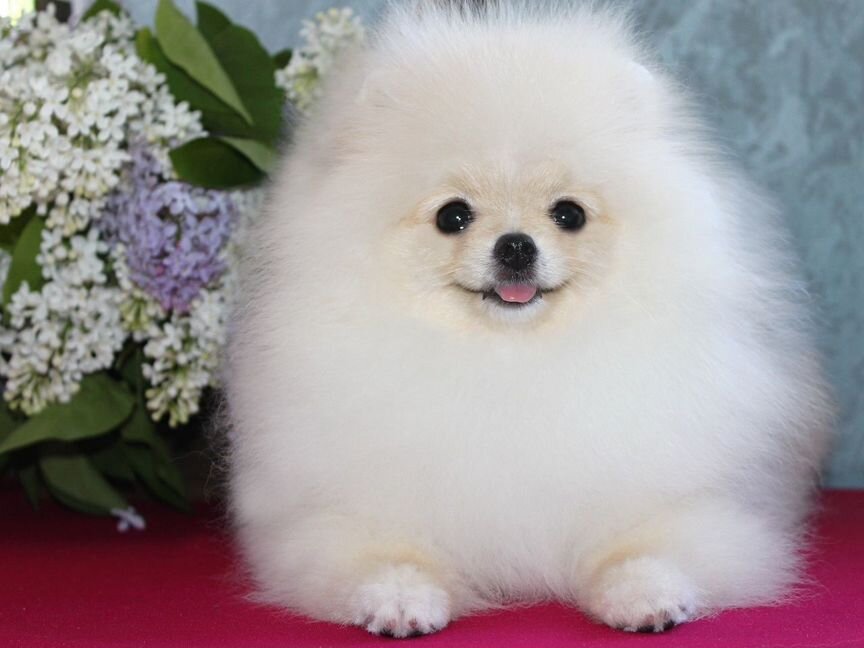 Померанский шпиц-сливочная куколка